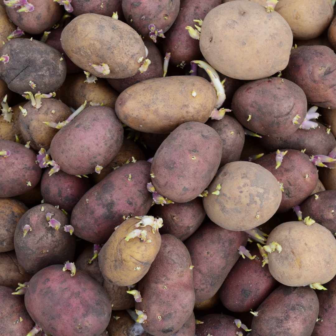 Seed Potato Planting - Johnson Feed Company
