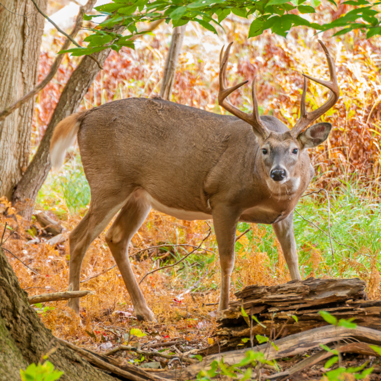 Prepare for Hunting Season in Grapevine - Johnson Feed Company