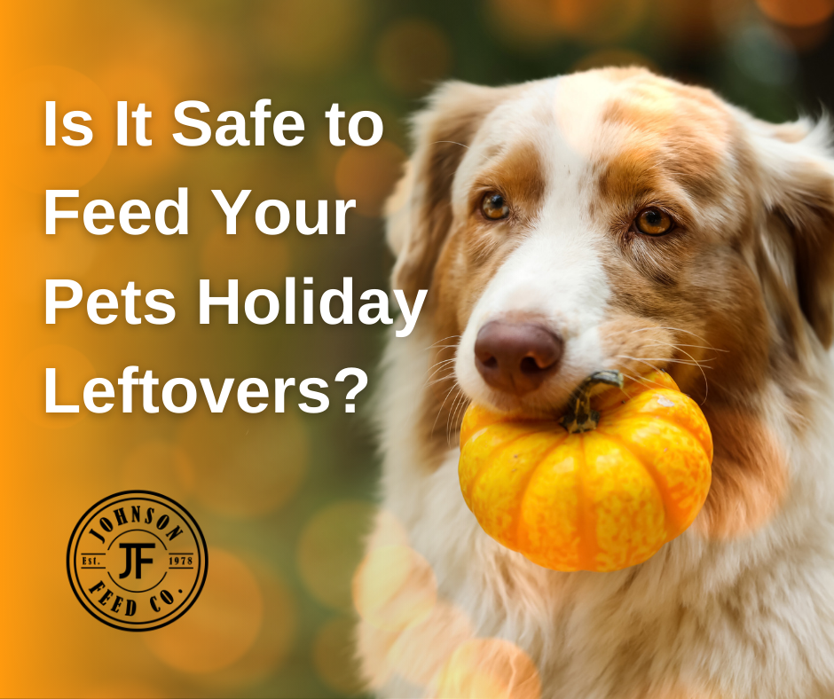 Should Your Pets Be Fed Holiday Dinner Leftovers? - Johnson Feed Company