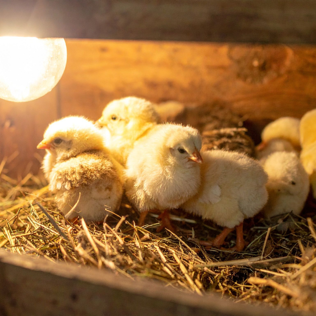 Caring for Baby Chicks: A Simple Guide for New Poultry Owners - Johnson ...
